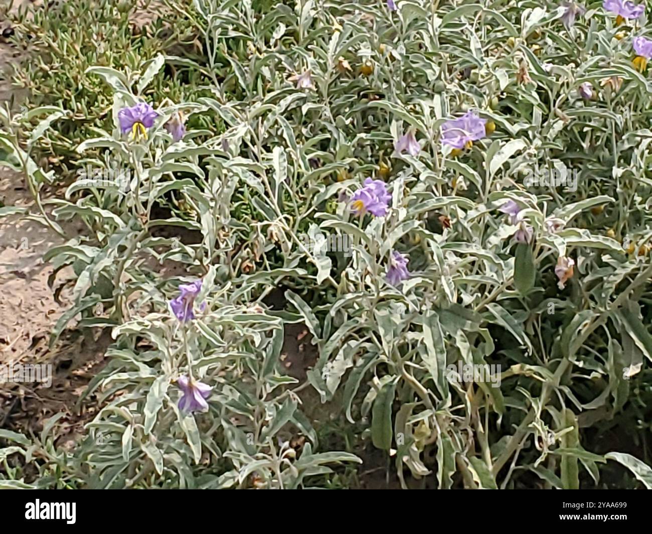 silverleaf nightshade (Solanum elaeagnifolium) Plantae Stock Photo - Alamy