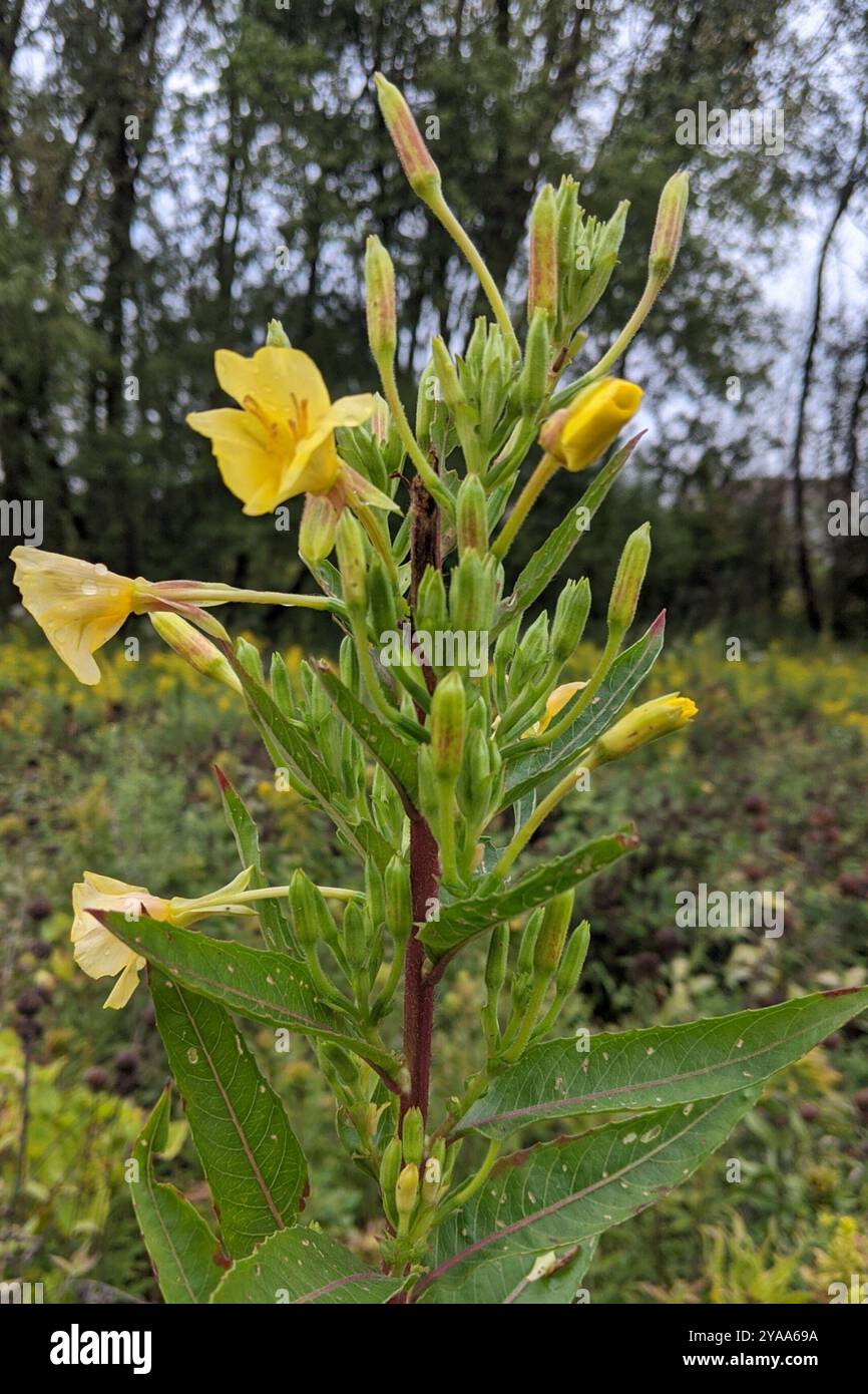 hairy evening primrose (Oenothera villosa) Plantae Stock Photo - Alamy