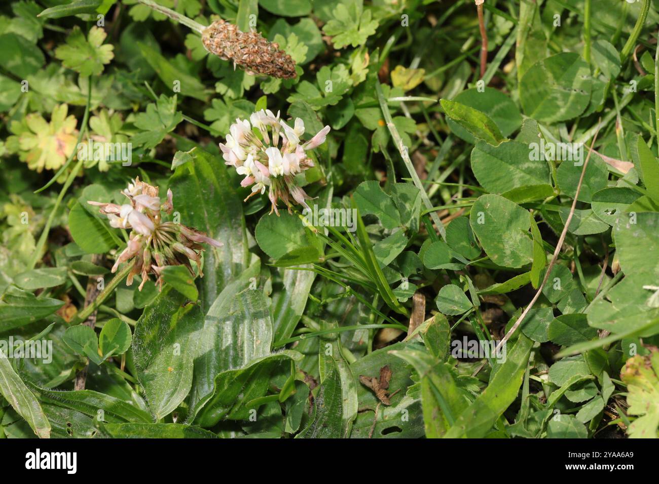 white clover (Trifolium repens) Plantae Stock Photo - Alamy