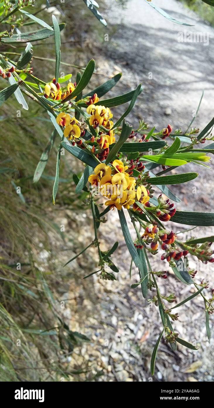 narrow-leaf bitter-pea (Daviesia leptophylla) Plantae Stock Photo - Alamy