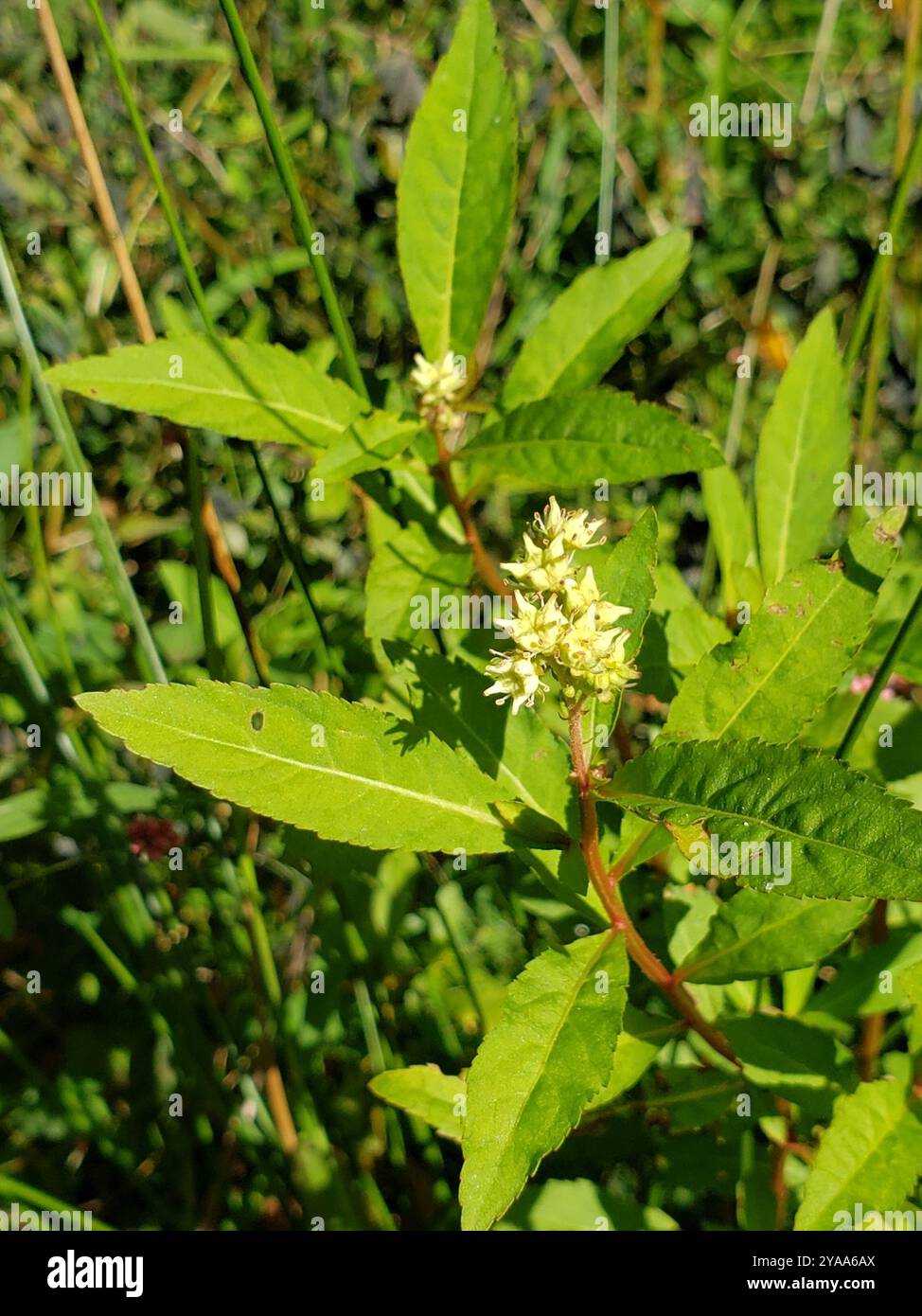 ditch stonecrop (Penthorum sedoides) Plantae Stock Photo - Alamy