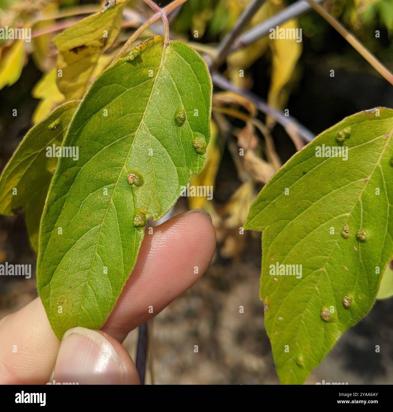 box elder pouch gall mite (Aceria negundi) Arachnida Stock Photo - Alamy