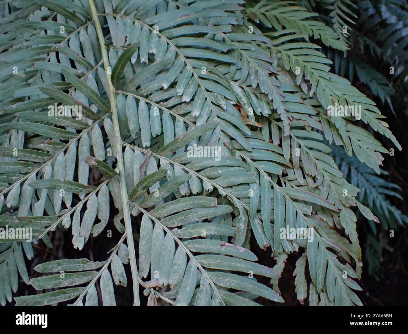 king fern (Todea barbara) Plantae Stock Photo - Alamy