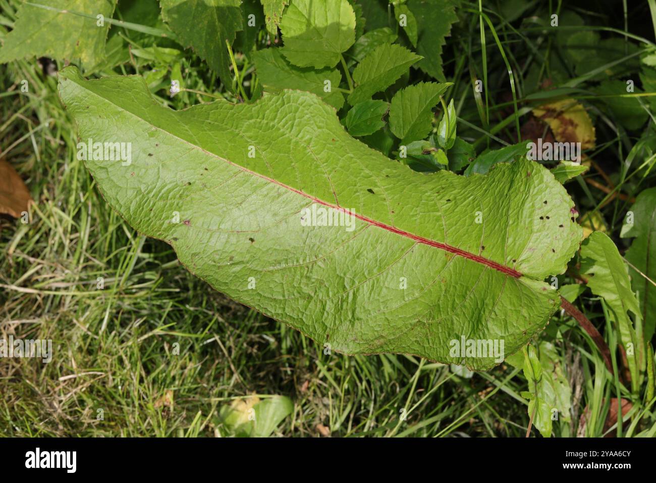 broad-leaved dock (Rumex obtusifolius) Plantae Stock Photo - Alamy