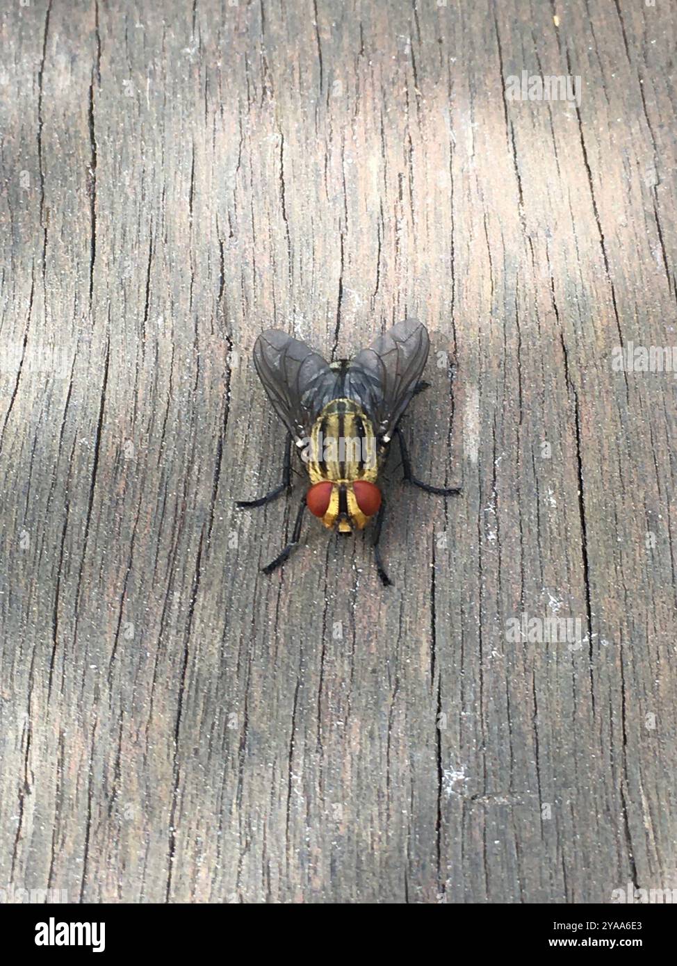 Common Flesh Flies (Sarcophaga) Insecta Stock Photo - Alamy