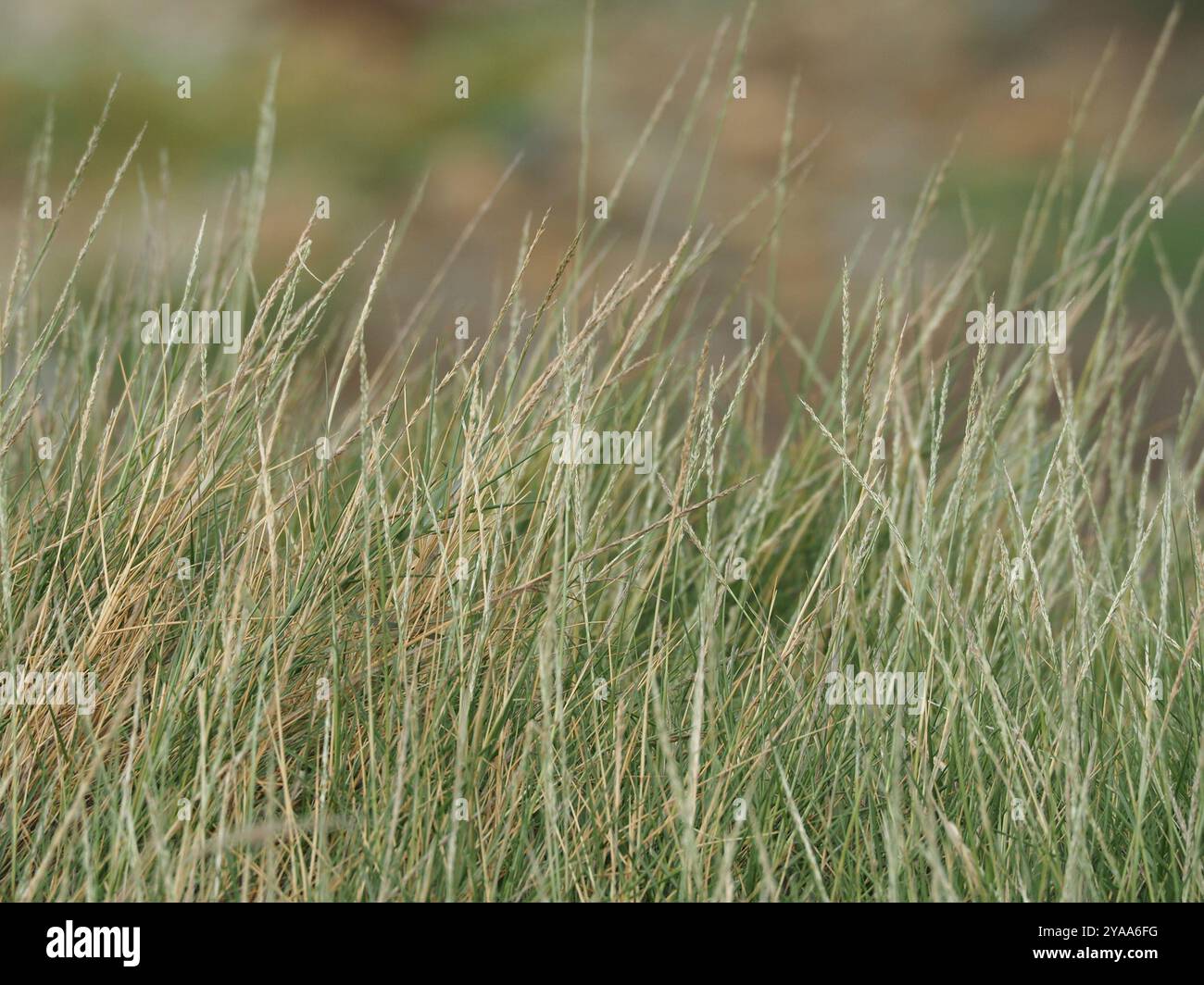seashore dropseed (Sporobolus virginicus) Plantae Stock Photo - Alamy