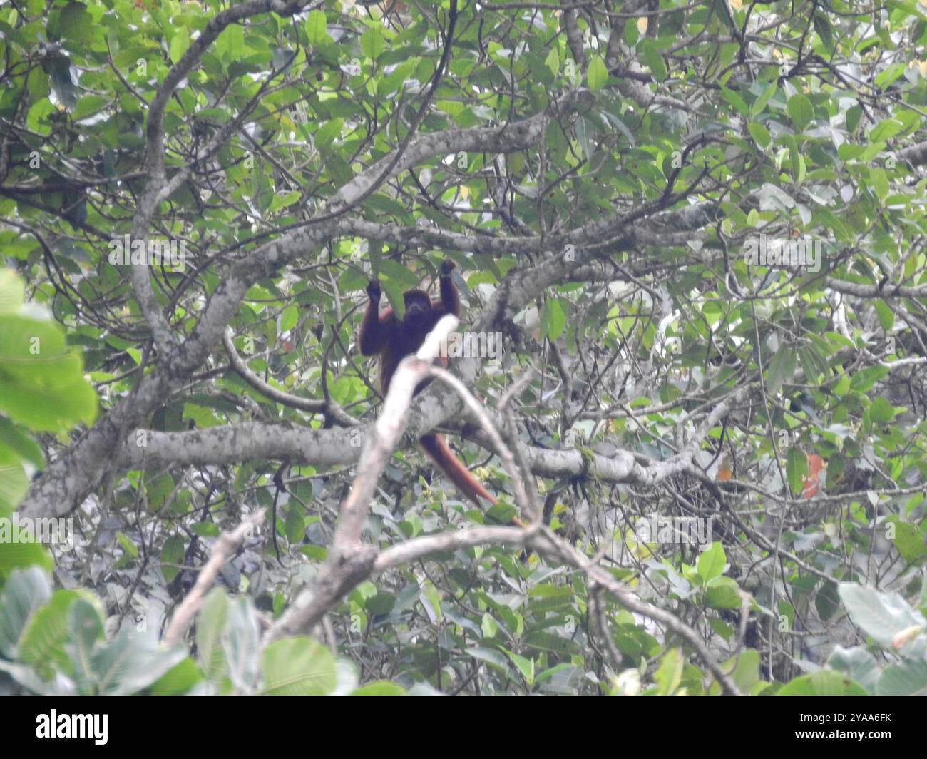 Colombian Red Howler Monkey (Alouatta seniculus) Mammalia Stock Photo ...