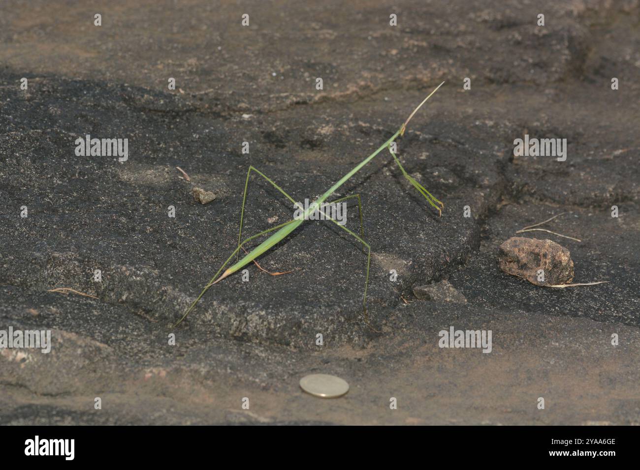 Indian grass mantis hi-res stock photography and images - Alamy