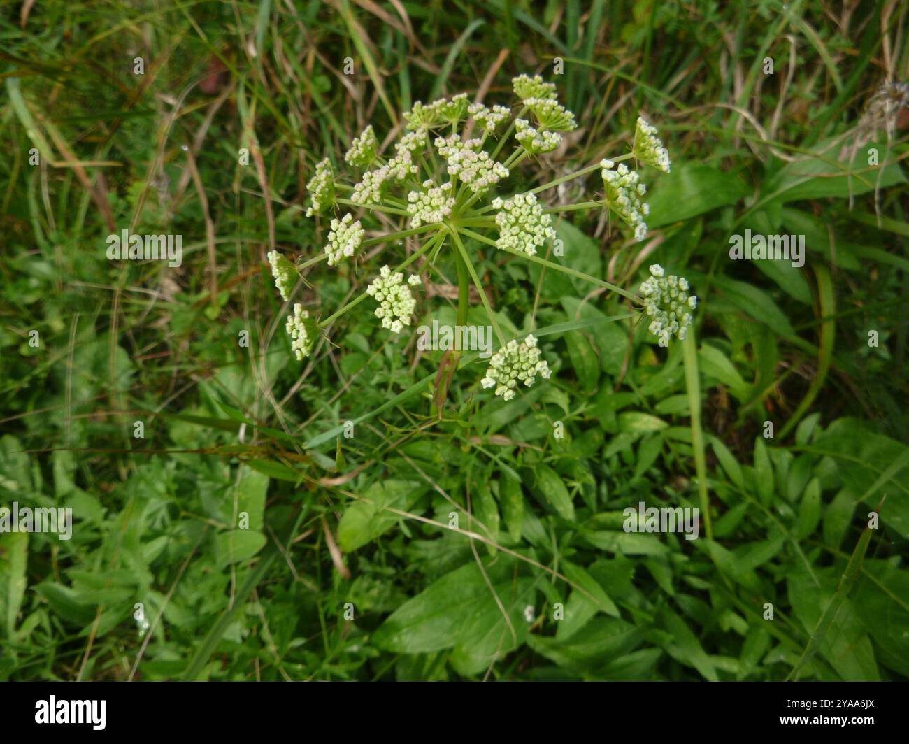 Mountain Parsley (Peucedanum oreoselinum) Plantae Stock Photo - Alamy
