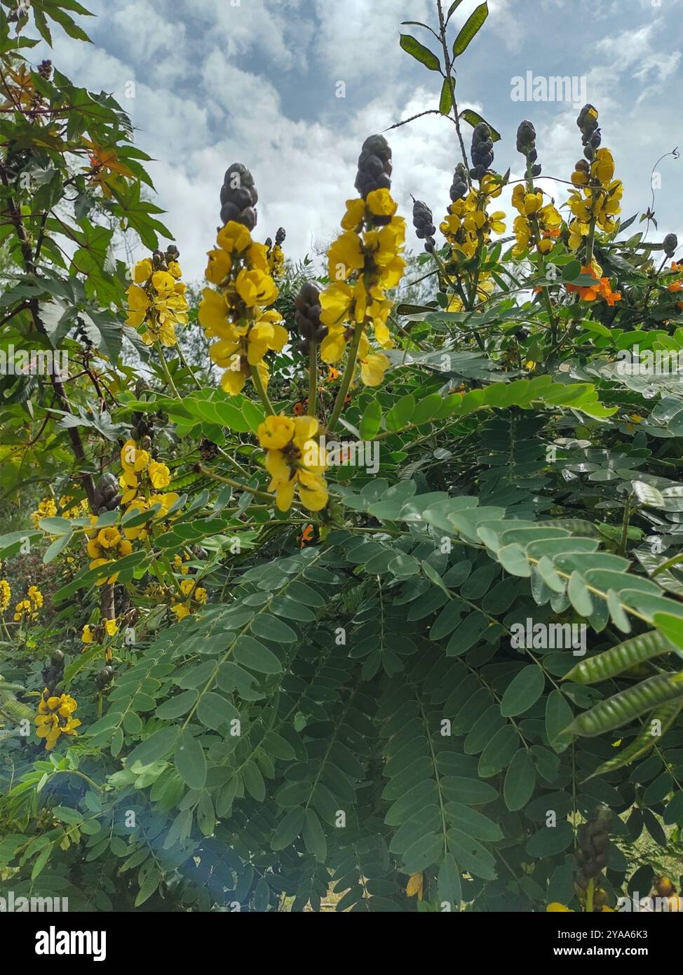 Peanut-Butter Cassia (Senna didymobotrya) Plantae Stock Photo - Alamy