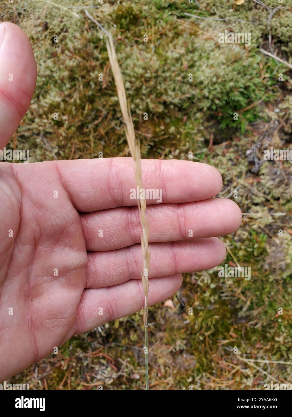 blue wild rye (Elymus glaucus) Plantae Stock Photo - Alamy