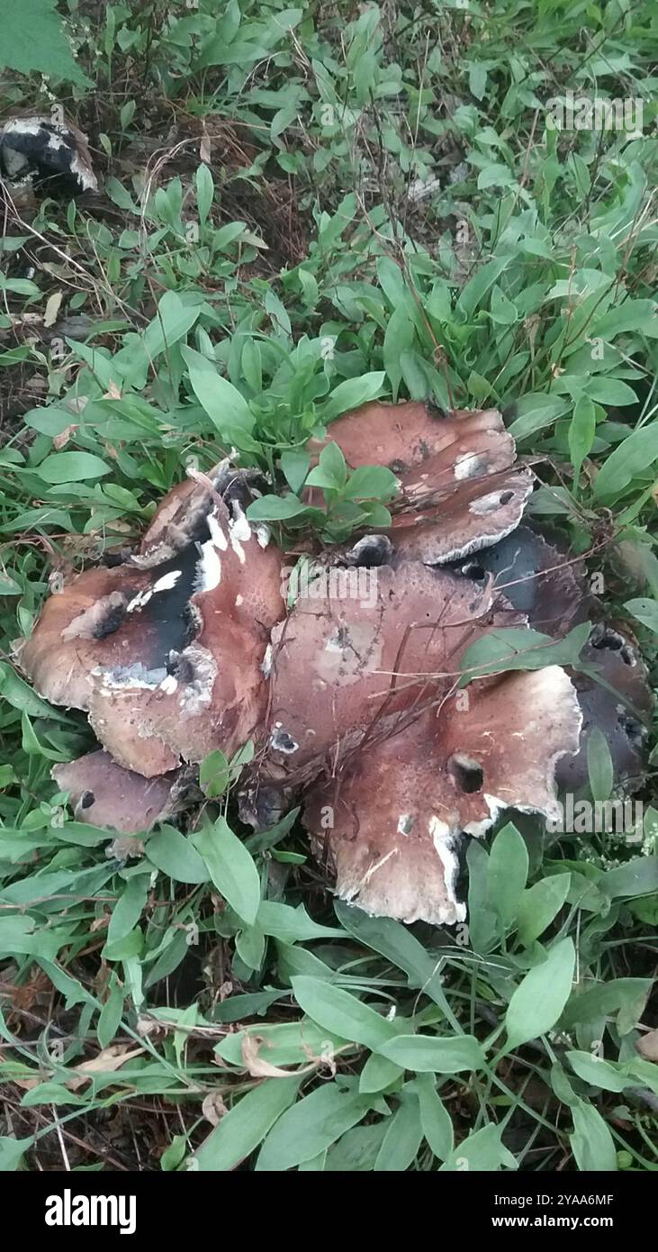 Fried Chicken Mushroom (Lyophyllum decastes) Fungi Stock Photo - Alamy