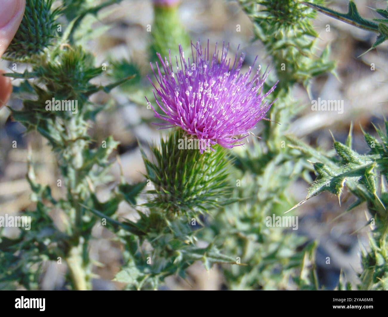 Bull Thistle (Cirsium vulgare) Plantae Stock Photo - Alamy