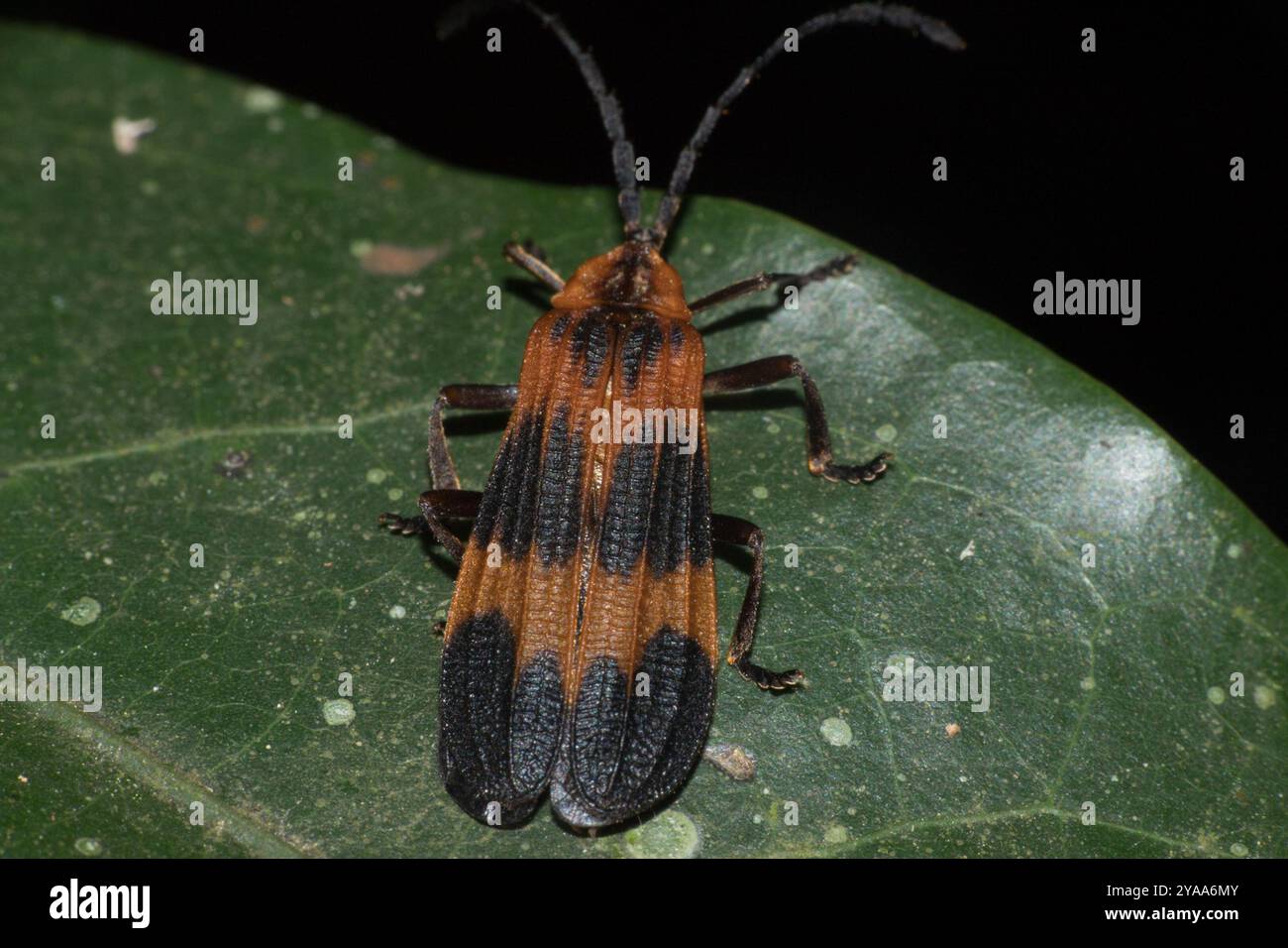 Net-winged Beetles (Lycidae) Insecta Stock Photo - Alamy
