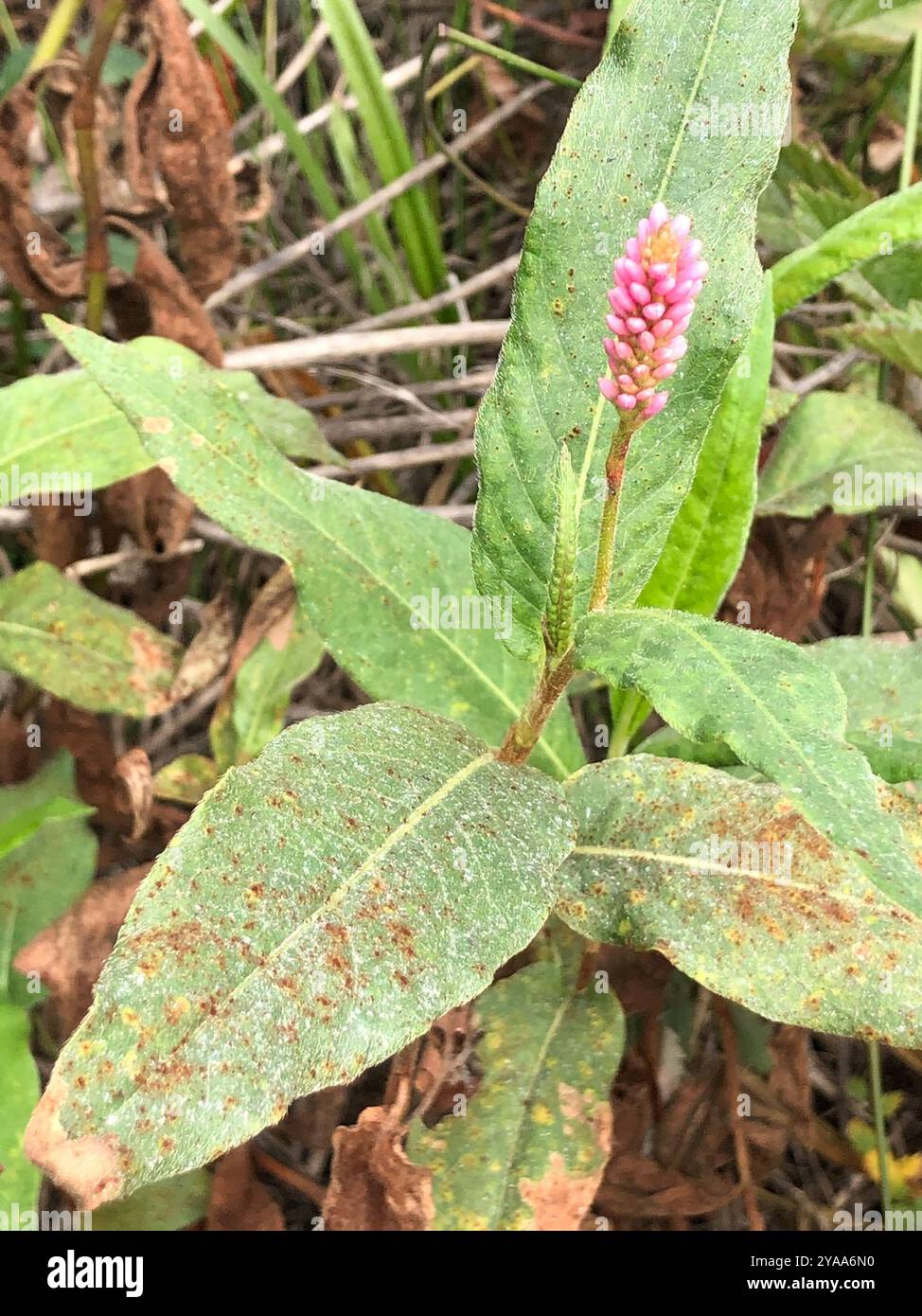 water smartweed (Persicaria amphibia) Plantae Stock Photo - Alamy