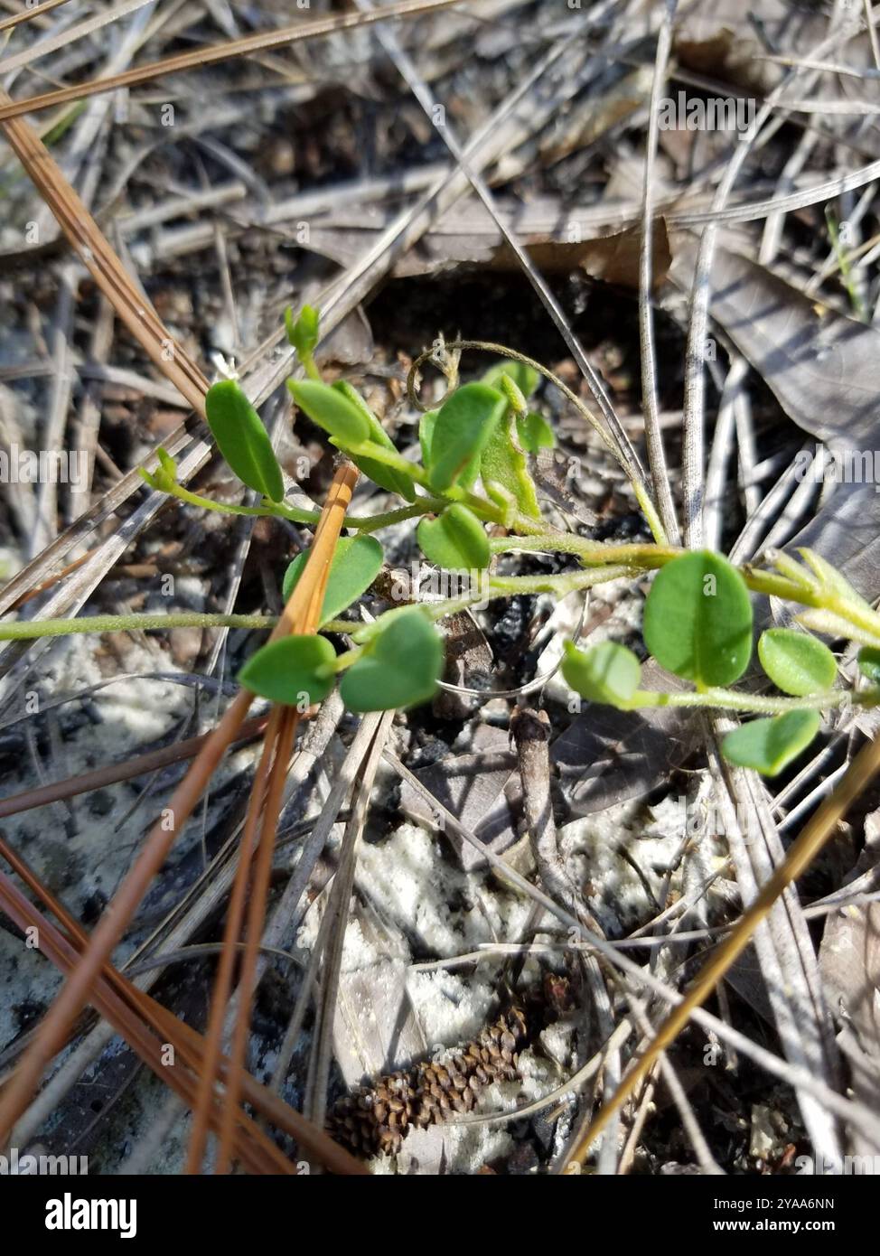 Rabbitbells (Crotalaria rotundifolia) Plantae Stock Photo - Alamy