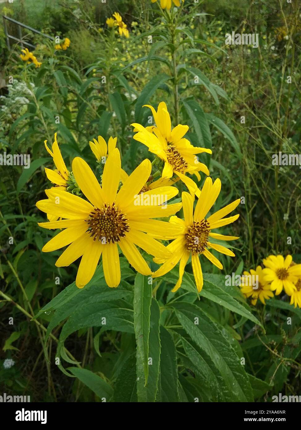 sawtooth sunflower (Helianthus grosseserratus) Plantae Stock Photo - Alamy