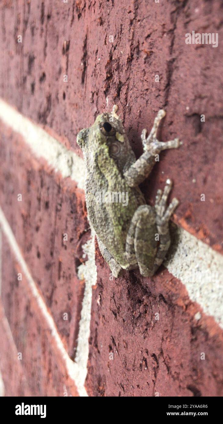 Hyline Tree Frogs (Hylinae) Amphibia Stock Photo - Alamy