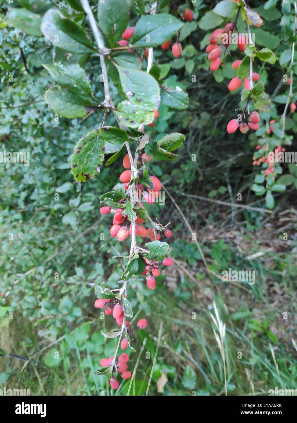 European barberry (Berberis vulgaris) Plantae Stock Photo - Alamy