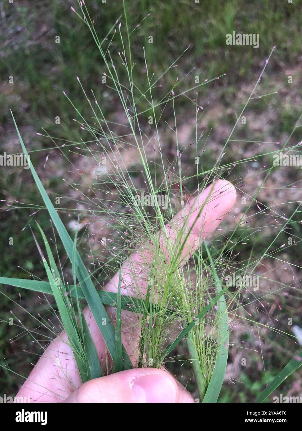 Bigtop Lovegrass (Eragrostis hirsuta) Plantae Stock Photo - Alamy