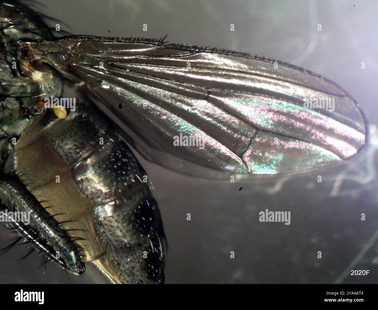 Root-maggot Flies (Anthomyiidae) Insecta Stock Photo - Alamy