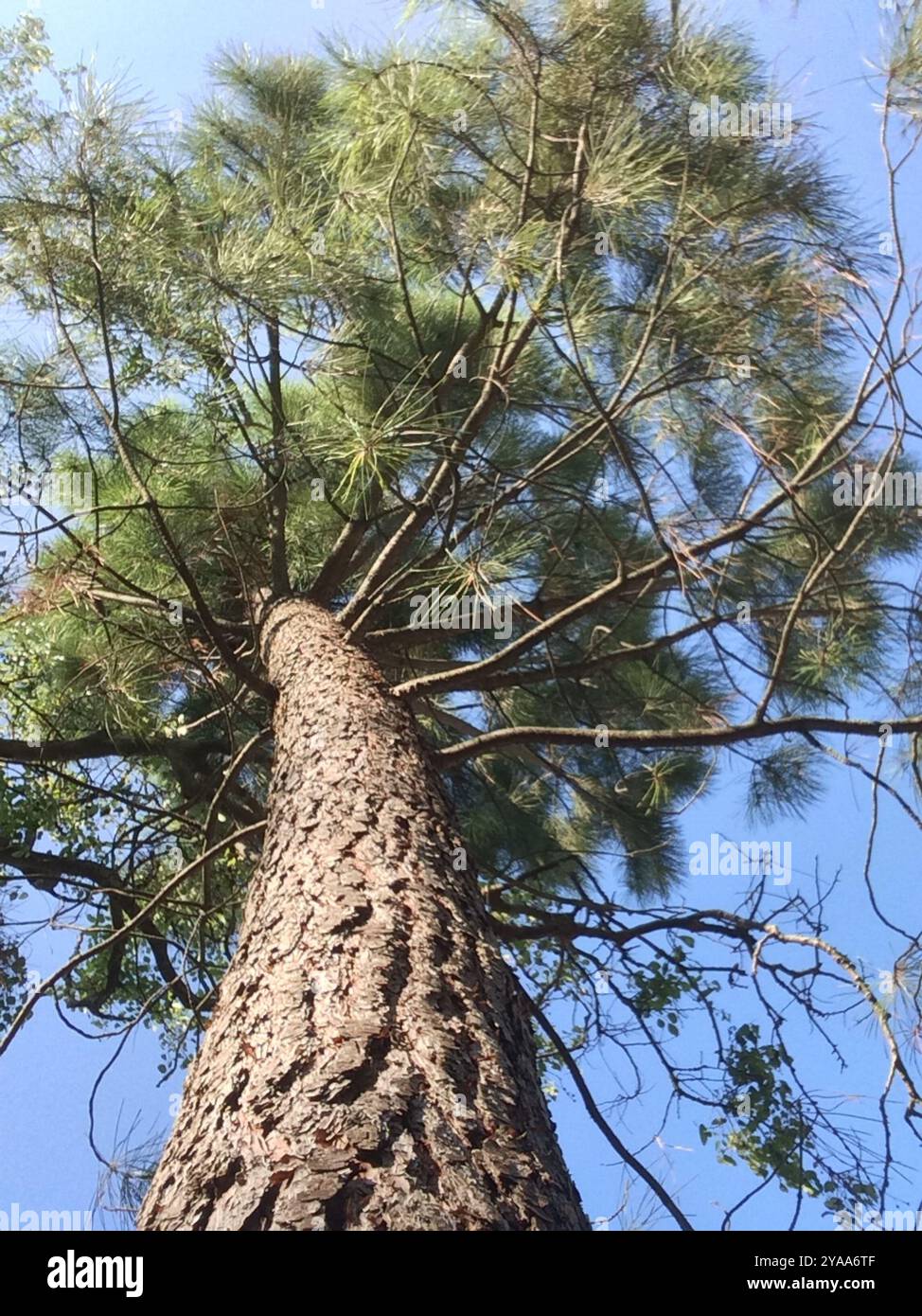 maritime pine (Pinus pinaster) Plantae Stock Photo - Alamy