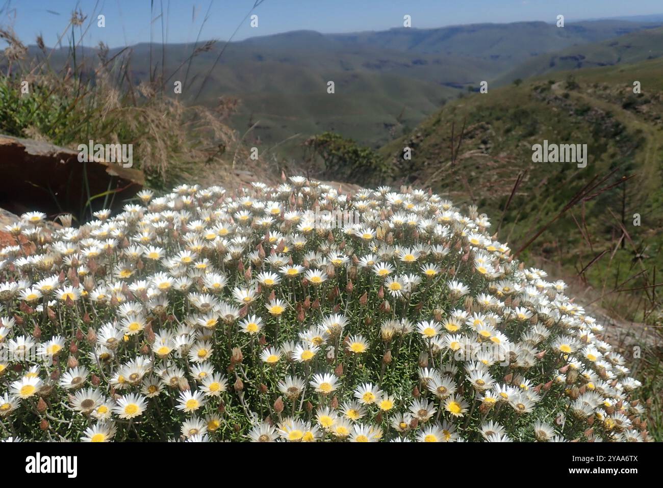 White Everlasting (Helichrysum reflexum) Plantae Stock Photo - Alamy