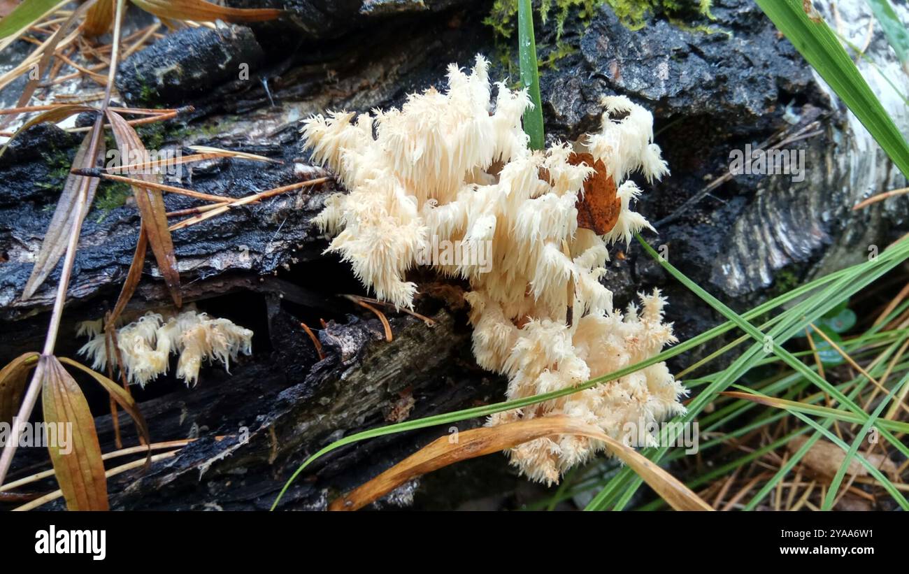 Coral tooth fungus (Hericium coralloides) Fungi Stock Photo - Alamy