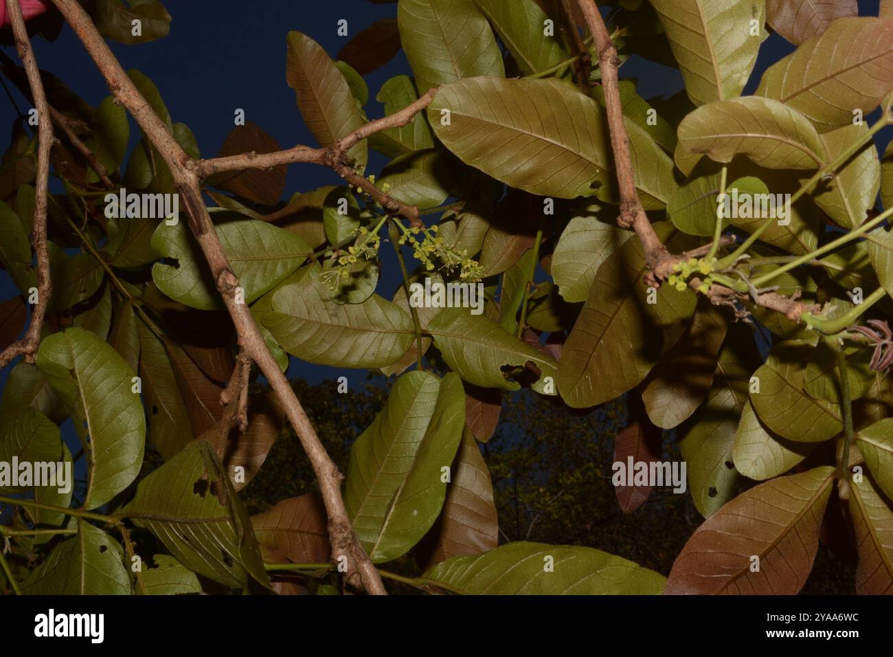 Ceylon Oak (Schleichera oleosa) Plantae Stock Photo - Alamy