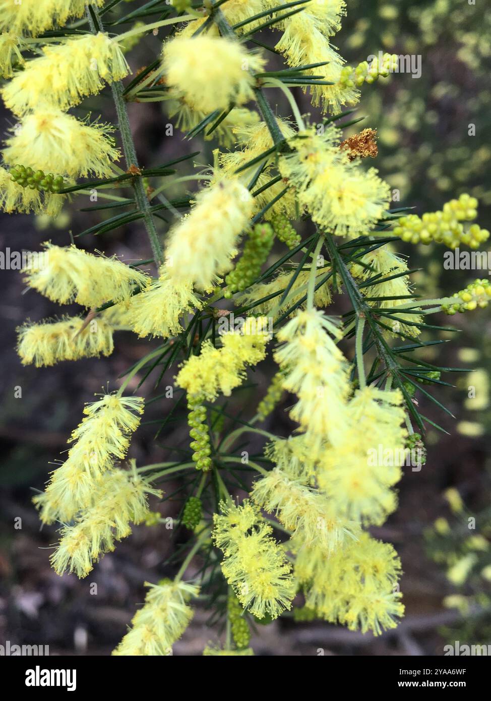 Prickly moses (Acacia verticillata) Plantae Stock Photo - Alamy
