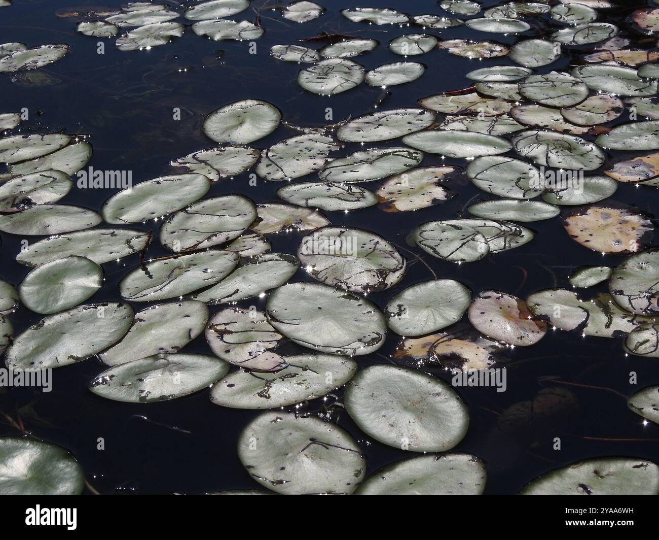 Watershield (Brasenia schreberi) Plantae Stock Photo - Alamy