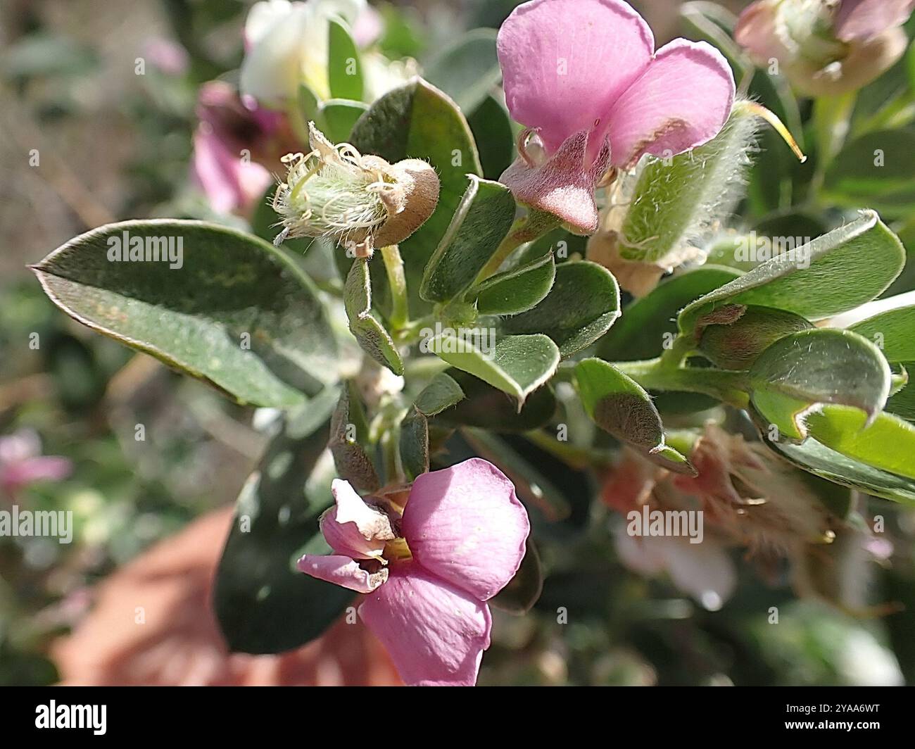 Myrtle Capesweetpea (Podalyria myrtillifolia) Plantae Stock Photo - Alamy