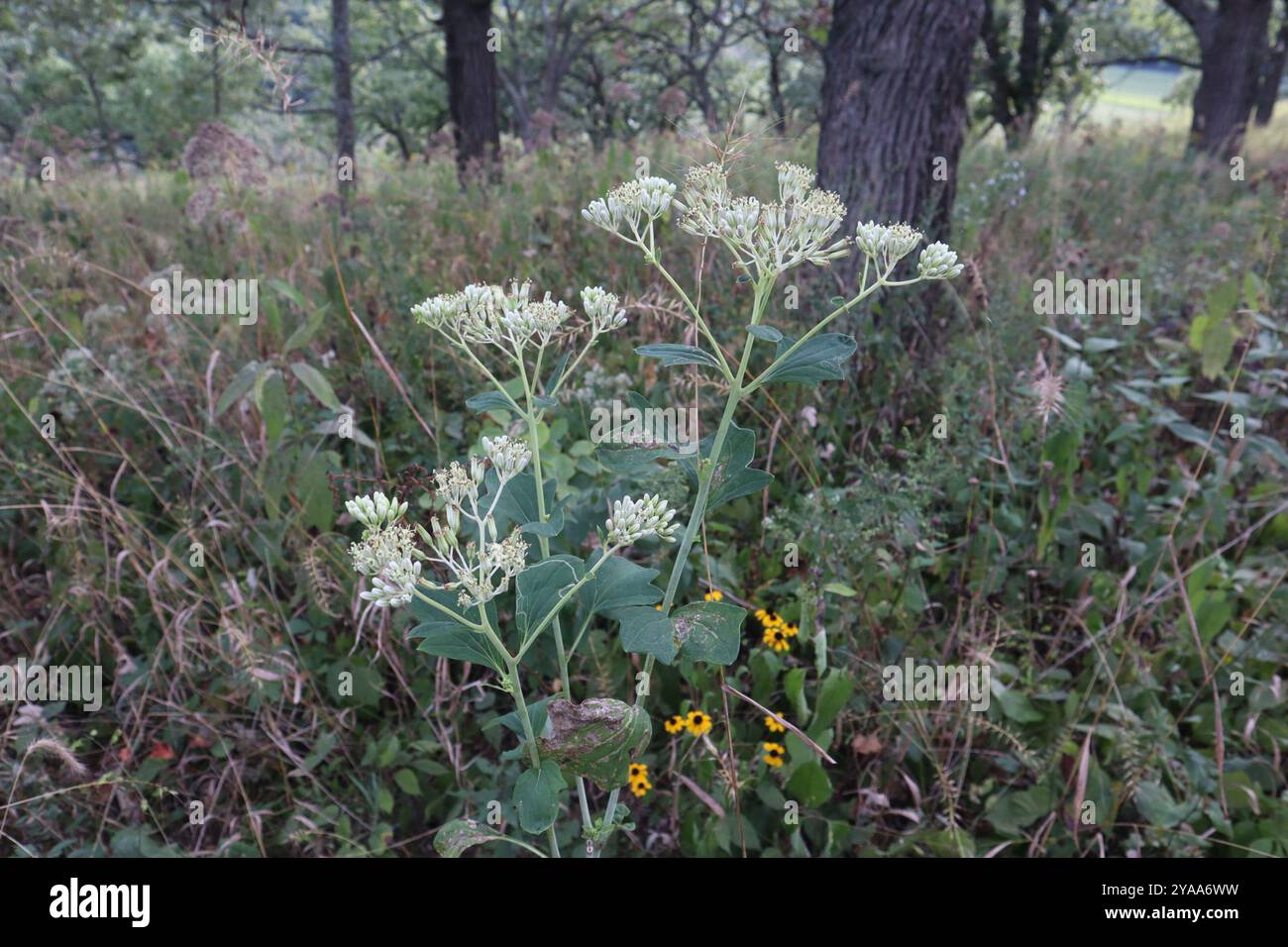 pale Indian plantain (Arnoglossum atriplicifolium) Plantae Stock Photo ...