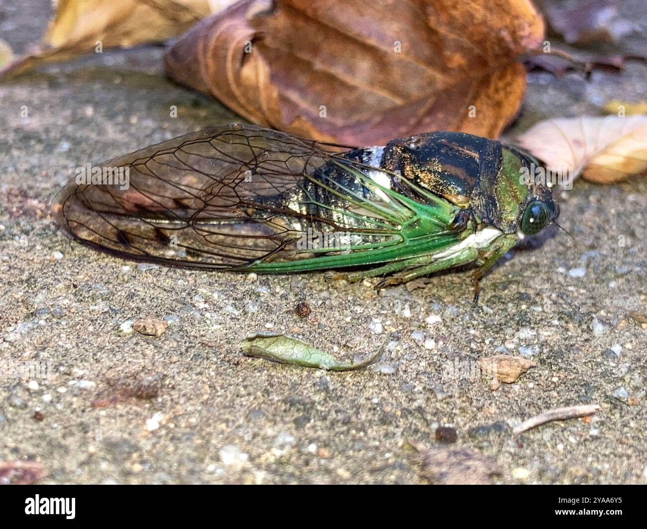 Common Swamp Cicada (Neotibicen tibicen tibicen) Insecta Stock Photo ...