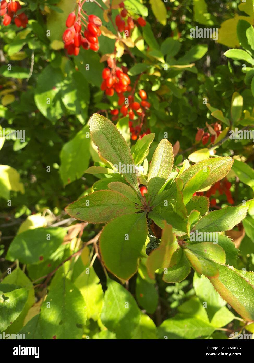 European barberry (Berberis vulgaris) Plantae Stock Photo - Alamy