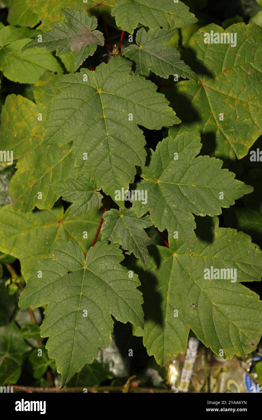 sycamore maple (Acer pseudoplatanus) Plantae Stock Photo - Alamy