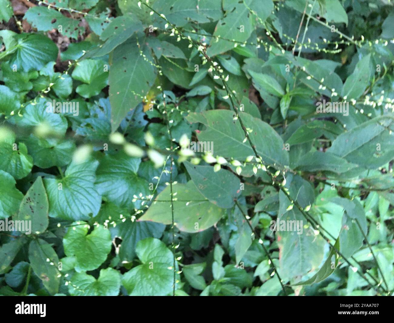 American jumpseed (Persicaria virginiana) Plantae Stock Photo - Alamy