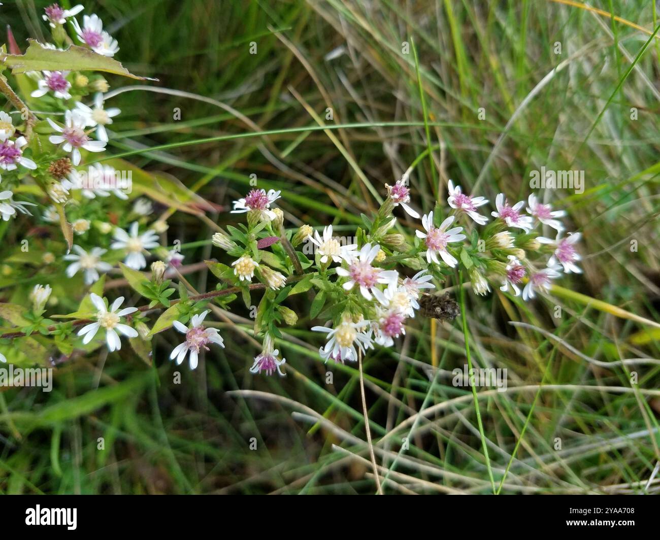 calico aster (Symphyotrichum lateriflorum) Plantae Stock Photo - Alamy