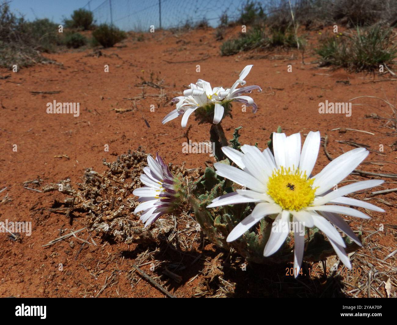 Karoo African Daisy (Arctotis leiocarpa) Plantae Stock Photo - Alamy