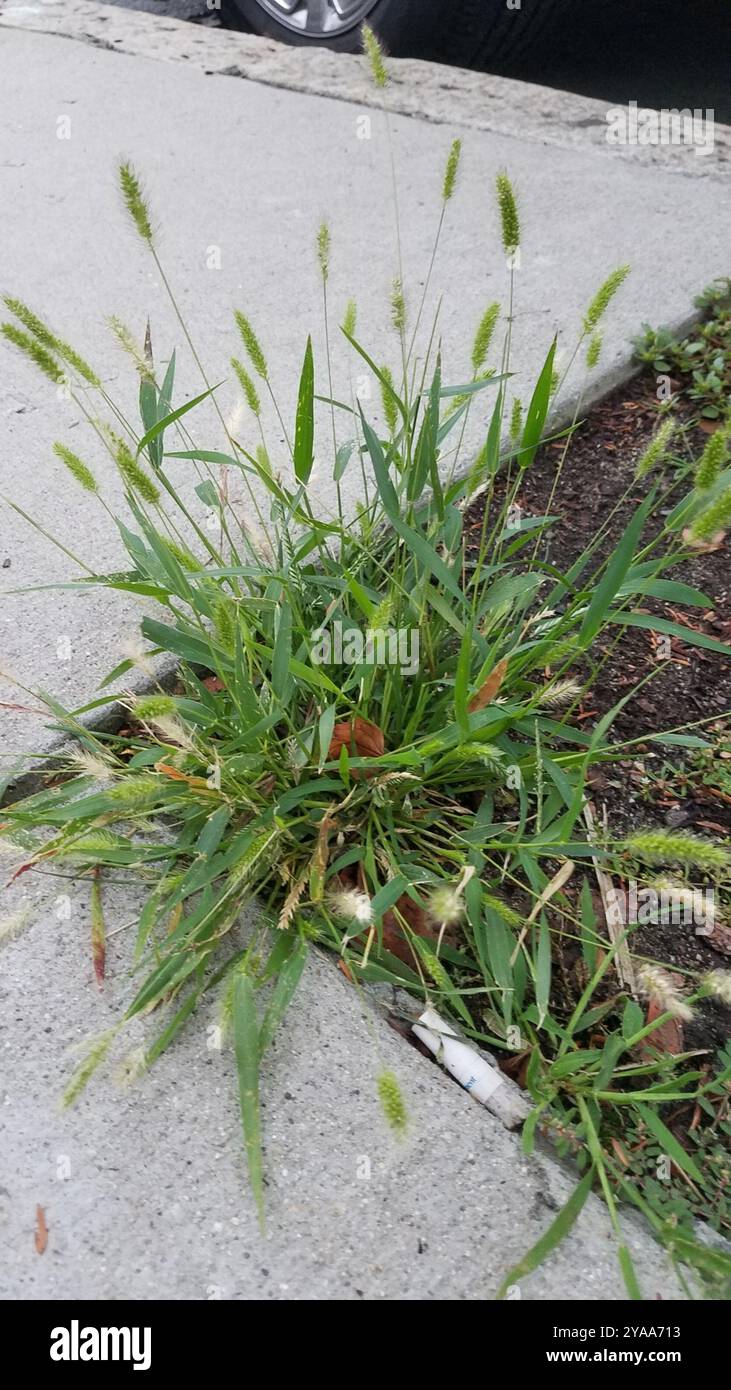 Green Bristle Grass (Setaria viridis) Plantae Stock Photo - Alamy