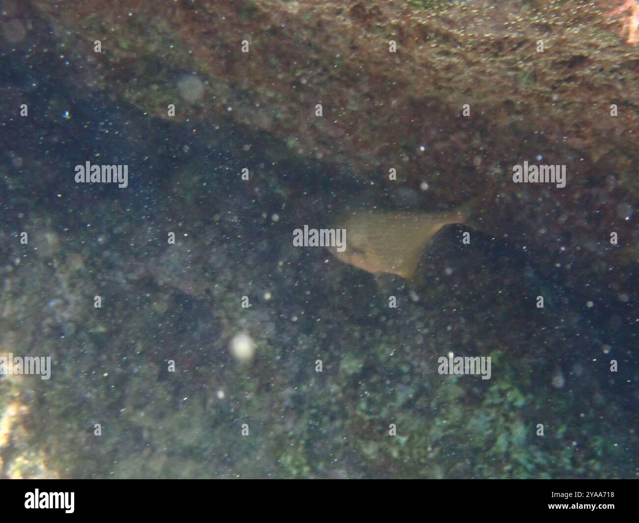 Rhomboid Sweeper (Pempheris rhomboidea) Actinopterygii Stock Photo - Alamy