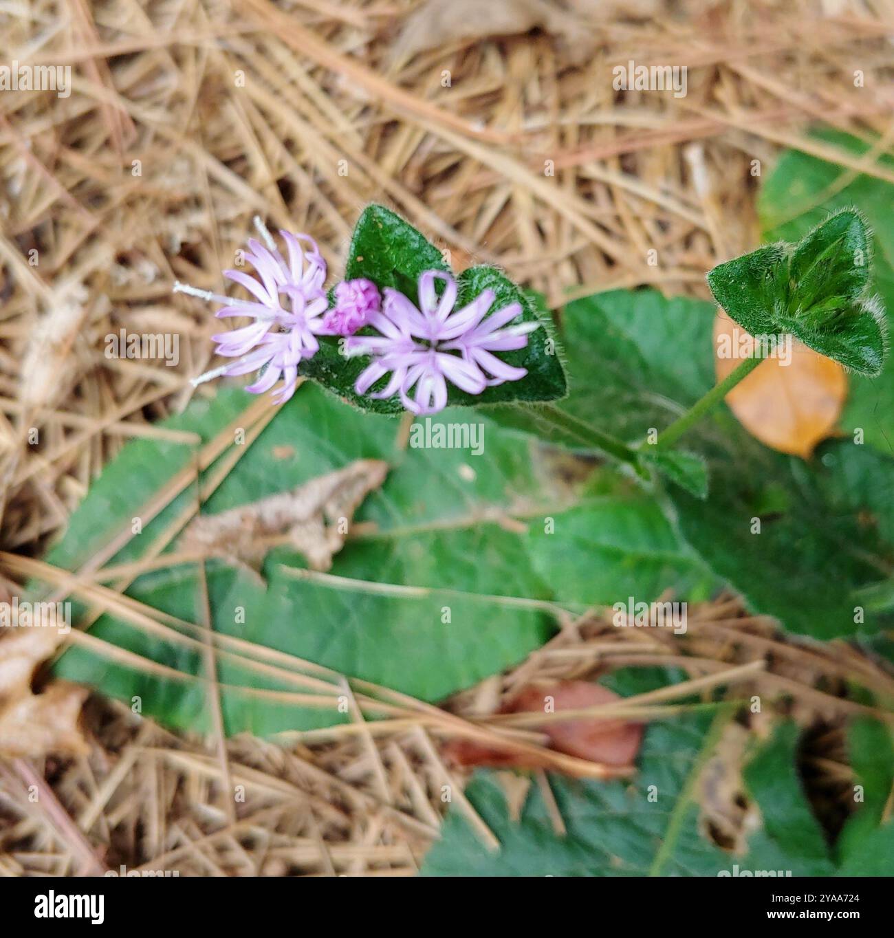 common elephant's-foot (Elephantopus tomentosus) Plantae Stock Photo ...