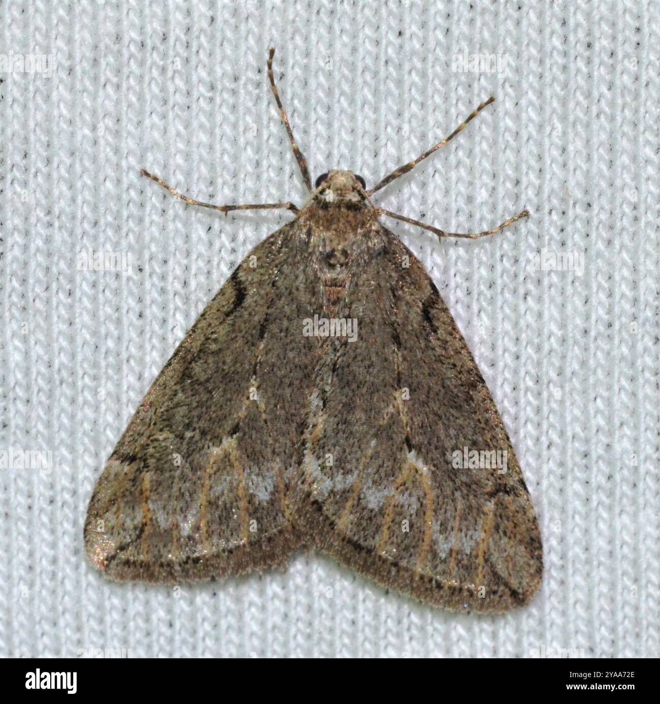 Spring Cankerworm Moth (Paleacrita vernata) Insecta Stock Photo - Alamy