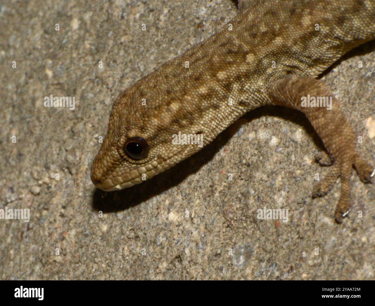 Common Dwarf Gecko (Lygodactylus capensis) Reptilia Stock Photo - Alamy