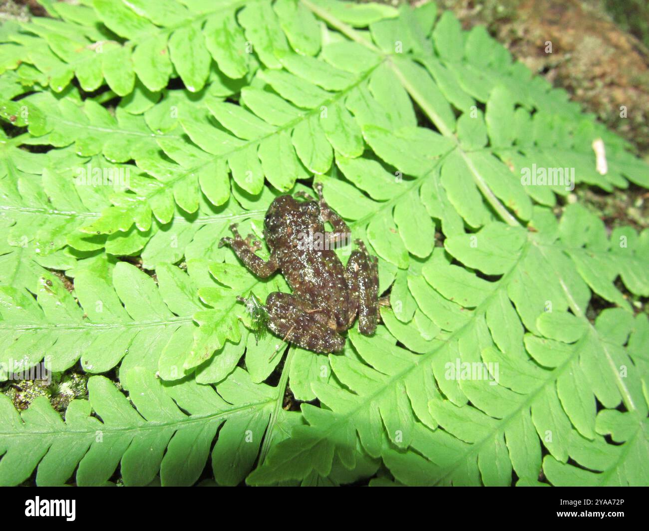Table Mountain Ghost Frog (Heleophryne rosei) Amphibia Stock Photo - Alamy