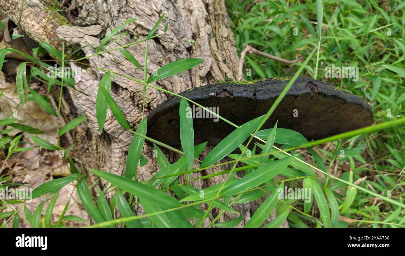 Cracked Cap Polypore (Fulvifomes robiniae) Fungi Stock Photo - Alamy