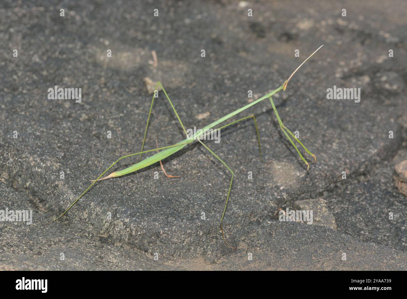 Indian Grass Mantis (Schizocephala bicornis) Insecta Stock Photo - Alamy