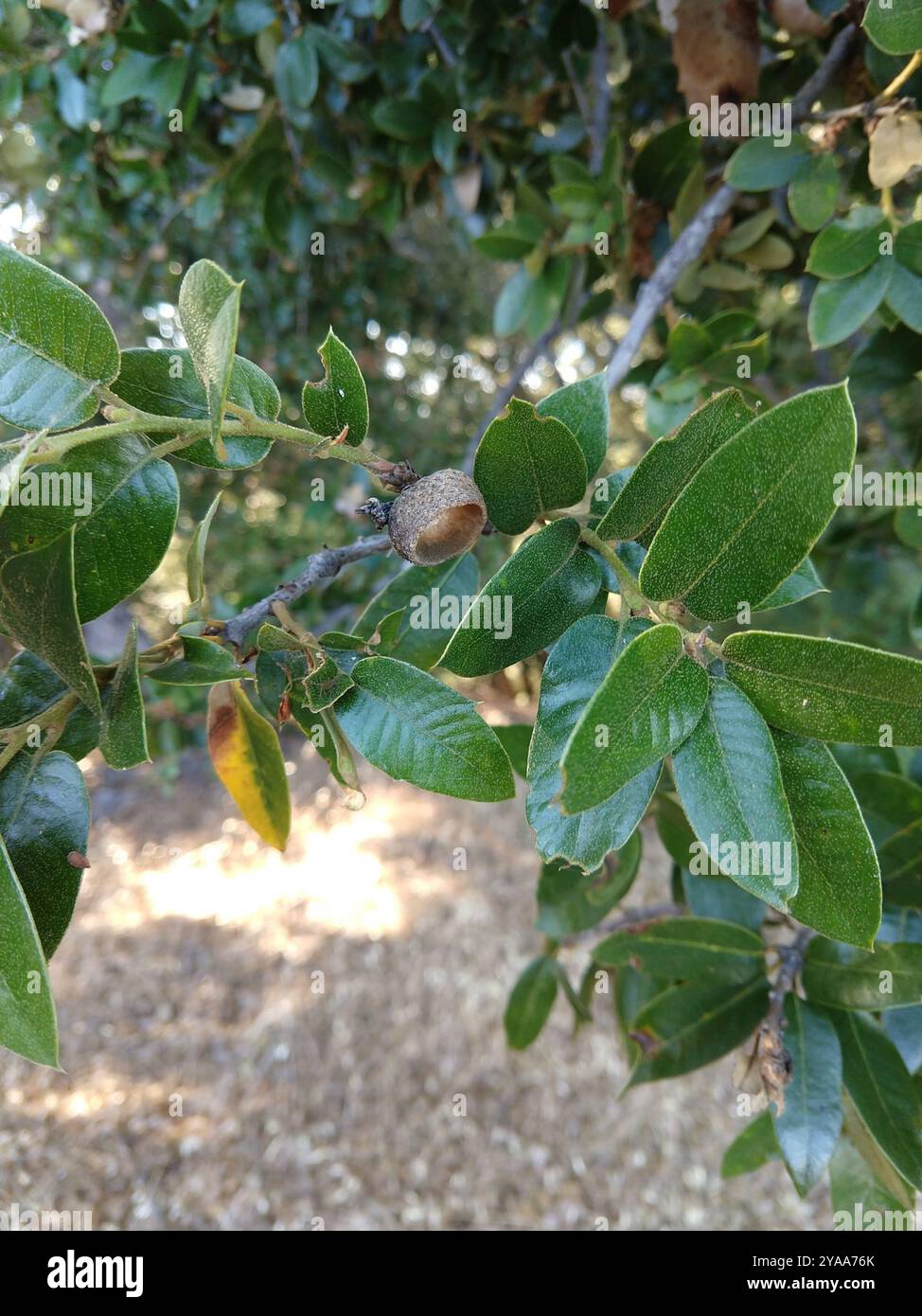 interior live oak (Quercus wislizeni) Plantae Stock Photo - Alamy