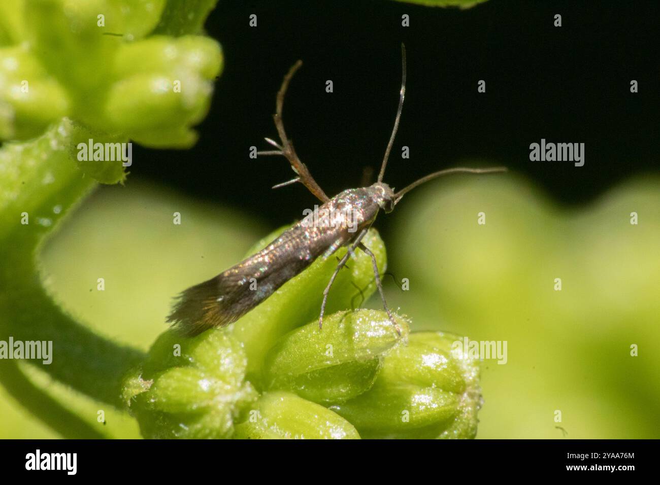 Sun Moths (Heliodinidae) Insecta Stock Photo - Alamy