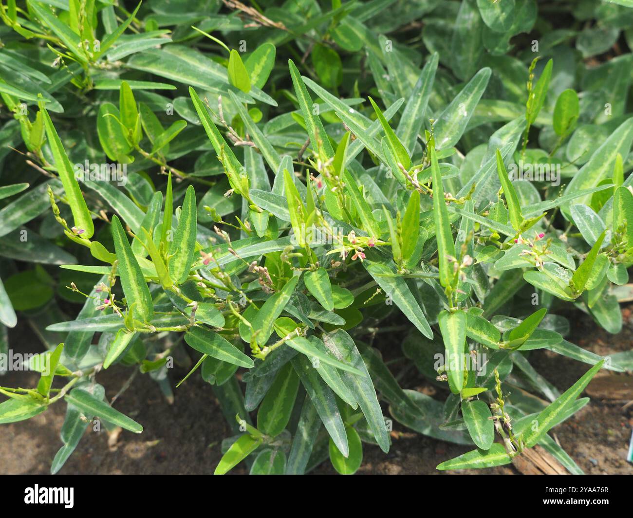 Alyce Clover (Alysicarpus ovalifolius) Plantae Stock Photo - Alamy
